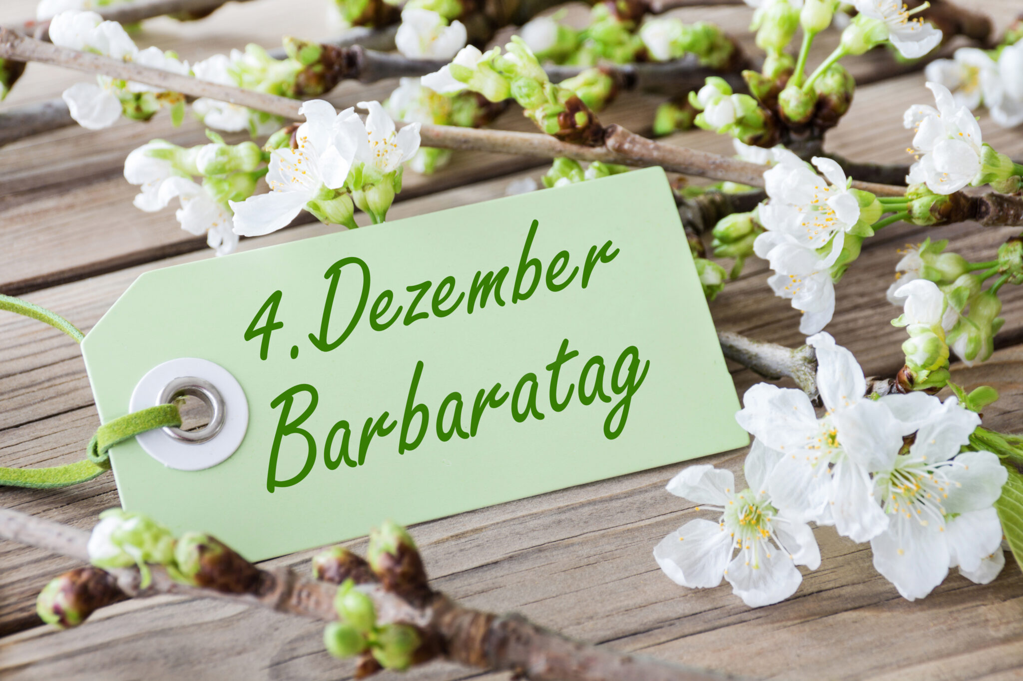 Gartenblog - Barbarazweige: Tradition und Bedeutung erklärt