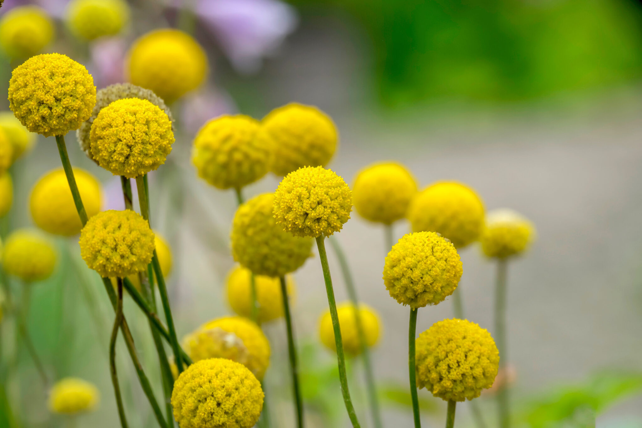 Trommelstöckchen-Pflege der Craspedia globosa | Gartenblog.de