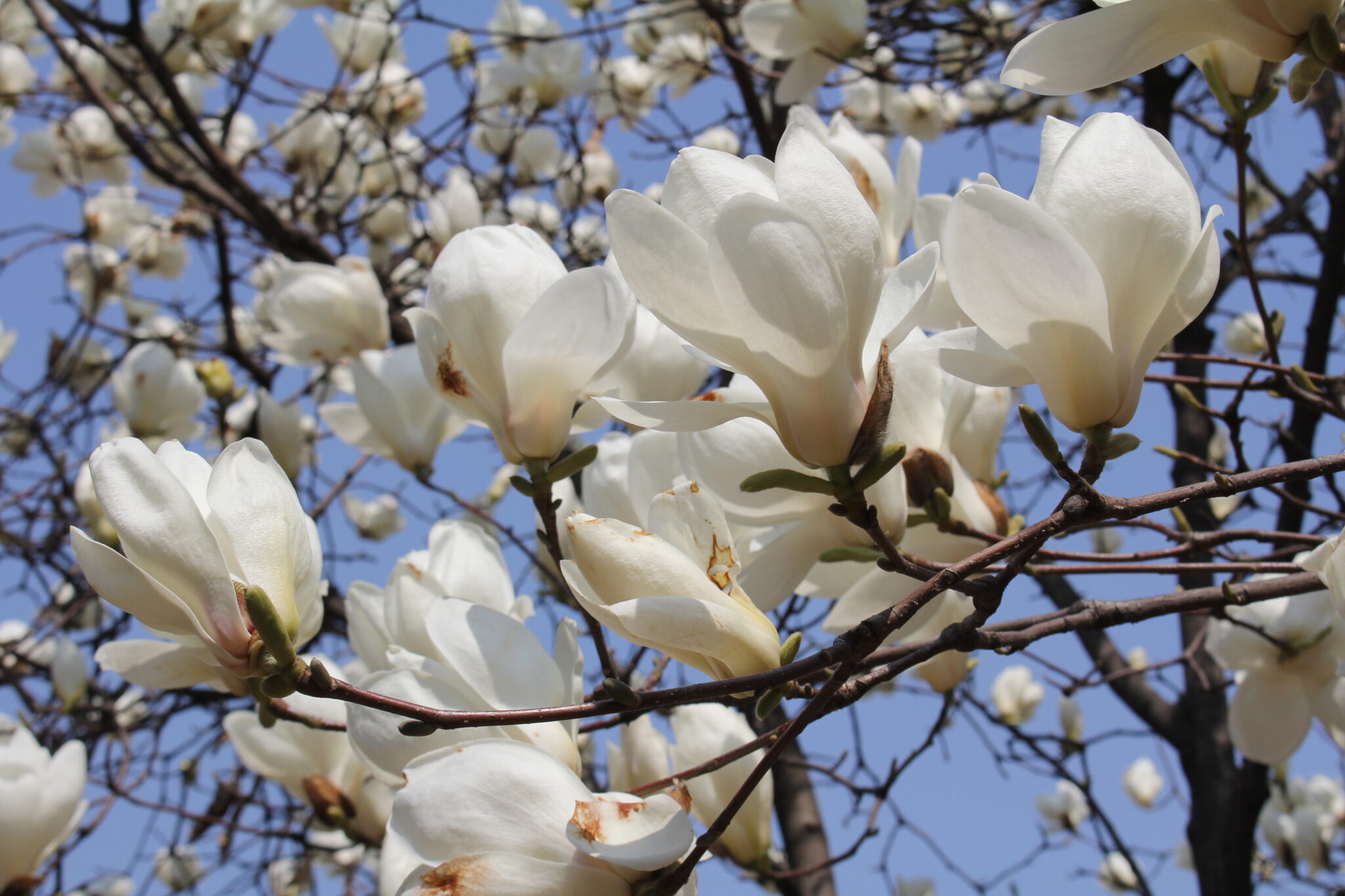 Bedeutung Der Magnolie
